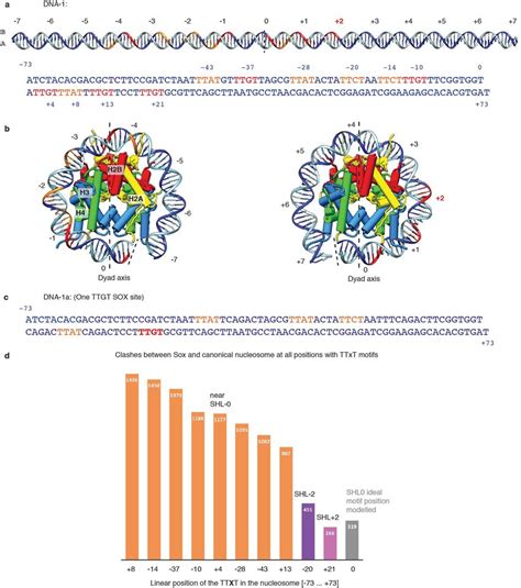 DNA Constructs And Motif Positions Related To Fig A DNA Download Scientific Diagram