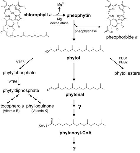 Pheophytins Coloring Pages 2025