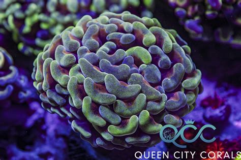 Neon Green Copper Stem Hammer Wysiwyg Queen City Corals
