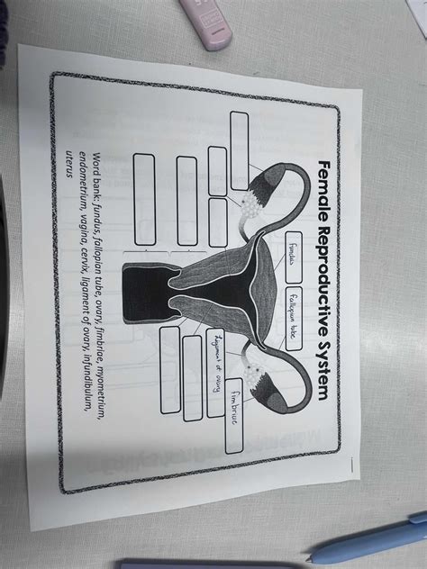 Sperm Anatomy Diagram Quizlet