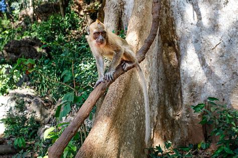 Monkey Of The Macaca Fascicularis Species Enjoying A Meal Of Crab On A