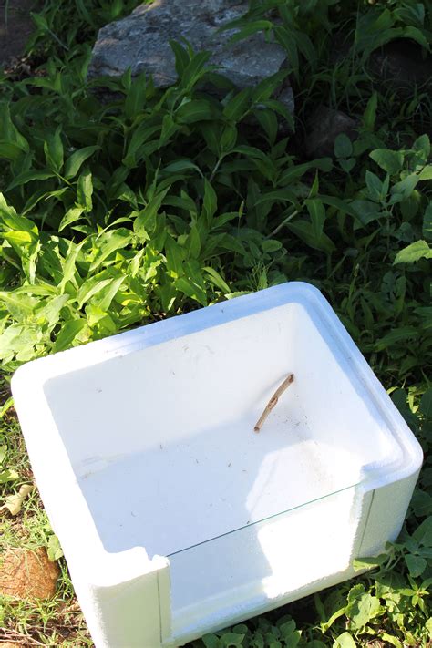 Diy Styrofoam Cooler Projects For Your Garden