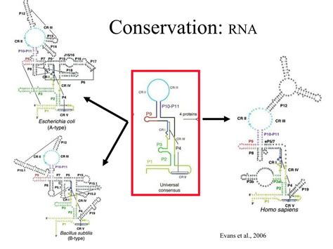 Ppt Discovering The Power Of Rnase P A Multi Faceted Tool In