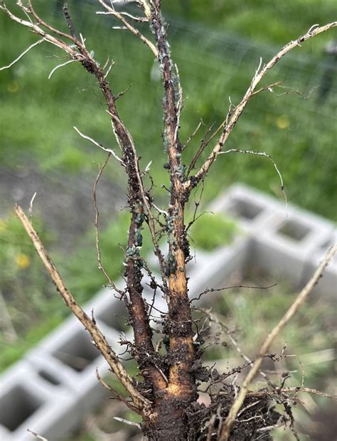 Root Aphid Infestation R Midwestgardener