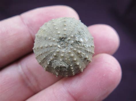 Echinoid Fossil