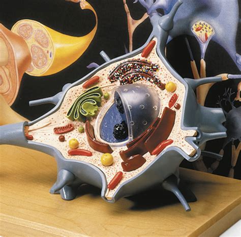 Anatomical Model Of A Motor Neuron In Eanatomidk