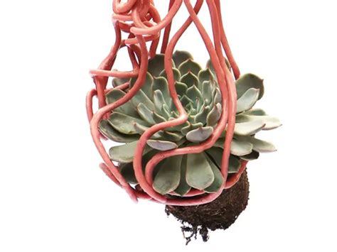 Robotic Tentacles For Manipulating Fragile Objects