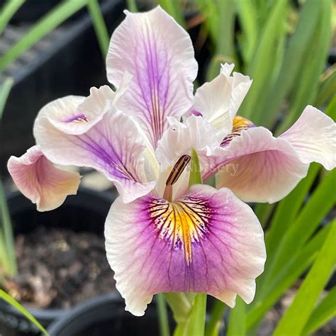 Pacific Coast Iris Ballerina Spring Park Nursery