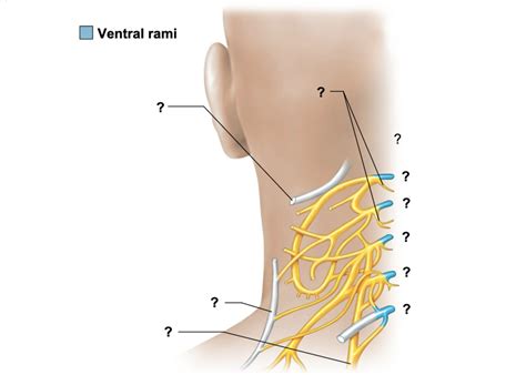 Cervical Plexus Diagram Quizlet