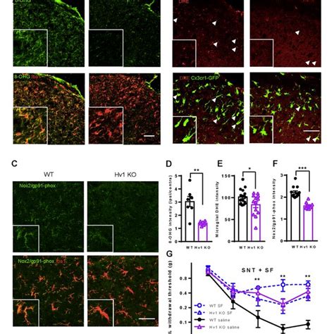 The Time Course Of Drg Macrophage Responses To Peripheral Nerve