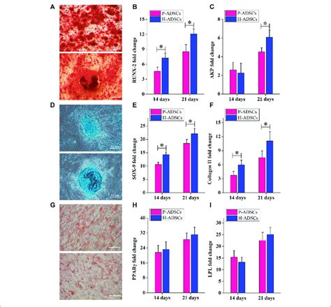 Comparison Of The Differentiation Potential Of P Adscs And H Adscs Download Scientific