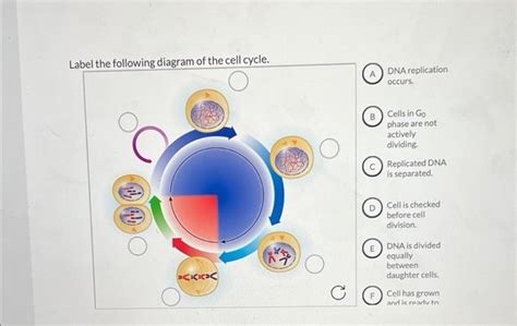 Solved Label The Following Diagram Of The Cell Cycle DNA Chegg