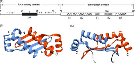 Structure Of The Nucleocapsid Protein A Sequence Of N Showing The Download Scientific