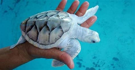Leucistic Sea Turtle Album On Imgur