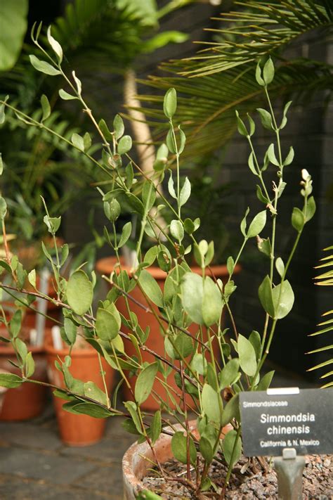 Simmondsia Chinensis Link Ckschneid Plants Of The World Online
