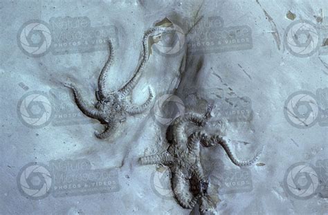 Ophiuroidea Brittle Star Fossil Pliocene Echinodermata