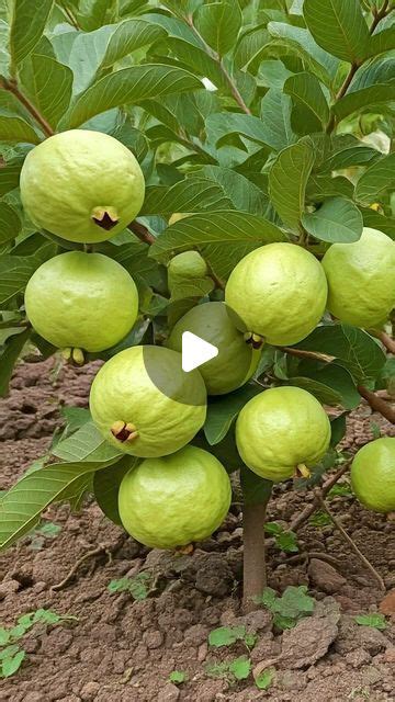 Deep Das On Instagram Grow Guava Tree Fast With These Pro Tips Guava Fruitree Gardening