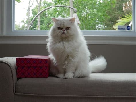 Photo Gallery Cse 334 Site