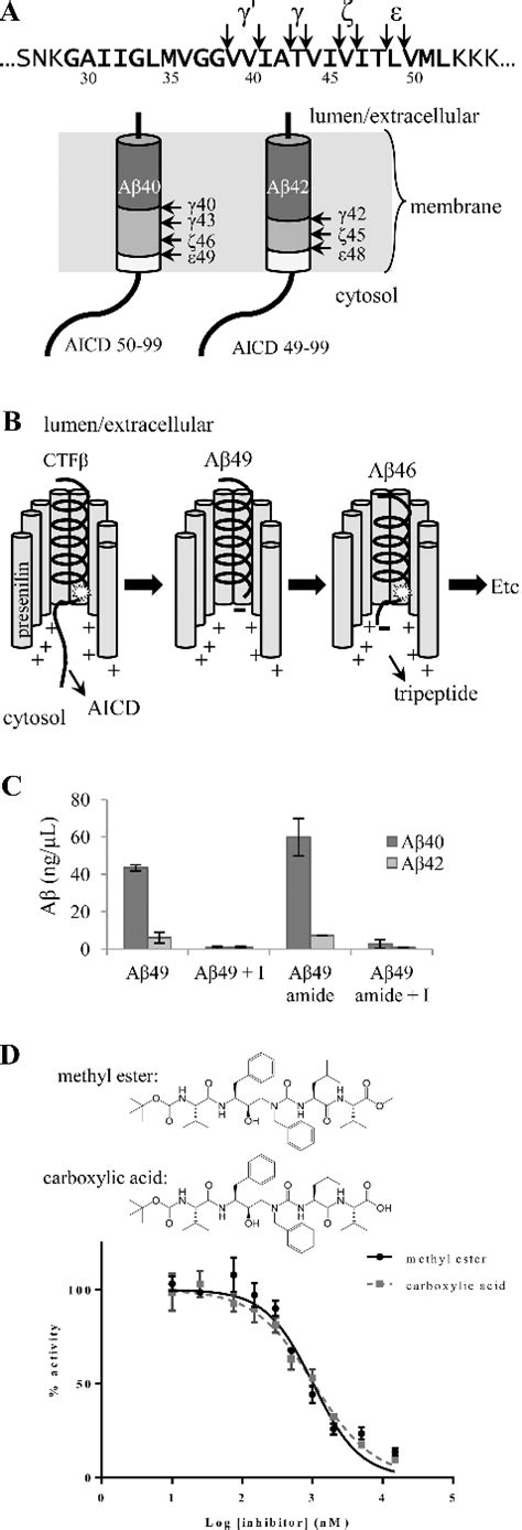 Figure 1 From Transmembrane Substrate Determinants For γ Secretase Processing Of App Ctfβ