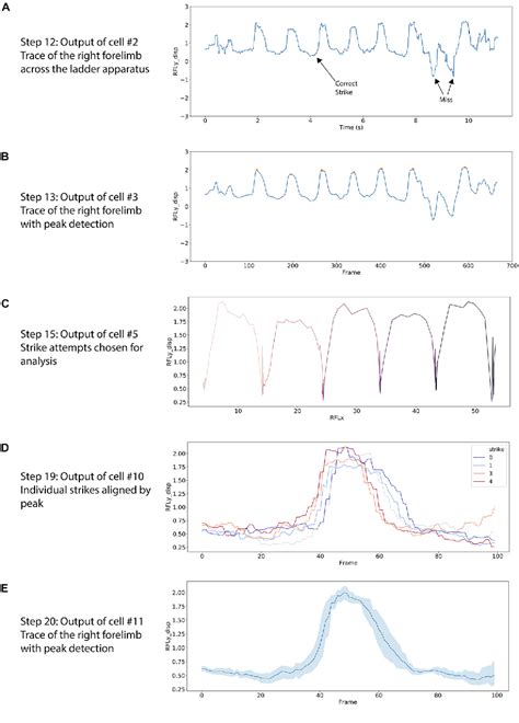 Figure 1 From Kinematic Analysis Of Sensorimotor Behavior During Variable Ladder Rung Walking In