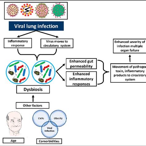 Bidirectional Gut Lung Axis Download Scientific Diagram