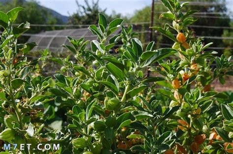 الأشواجندا في مصر