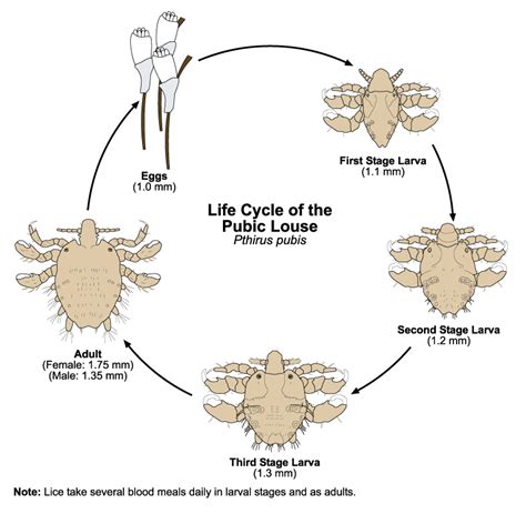 Pubic Lice Treatment Shaving At Emma Pitt Blog