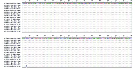 Multiple Sequence Alignment Of Orf1ab Gene With Selected Mers Cov Genome Download Scientific