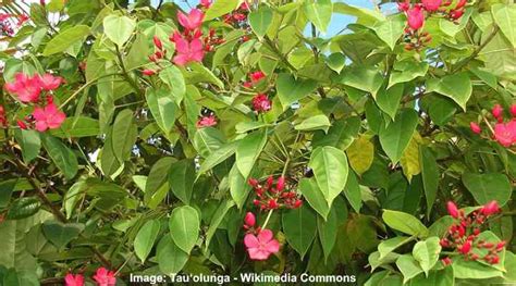 17 Florida Hedge Plants With Pictures Identification Guide