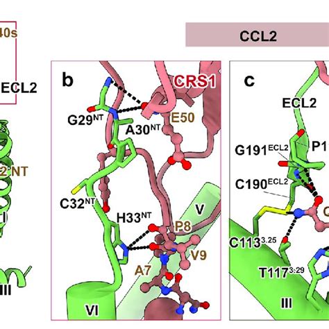 The Orthosteric Chemokine Binding Pocket Of Ccr2 A Side View Of Ccr2