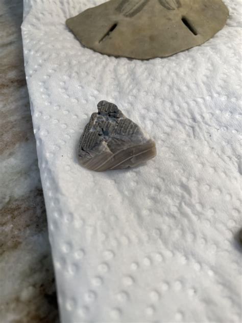 Rock Or Fossilized Shell R Whatsthisrock