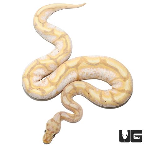 Banana Spider Ball Python