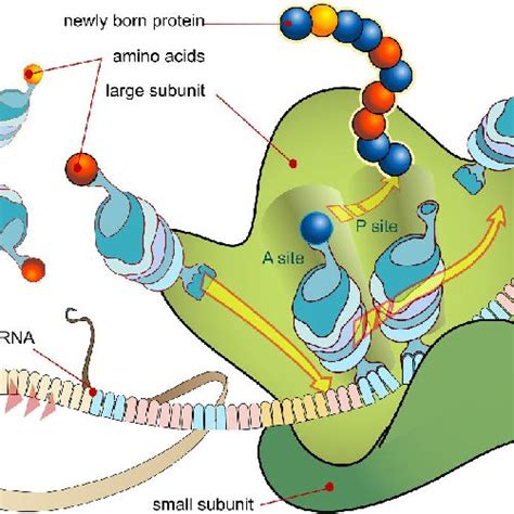 2 A Boolean Process Map B Dynamical Process Map Between Times T 1