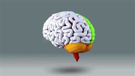 3d Animated Human Brain Loop Stock Video Video Of Mental Biology