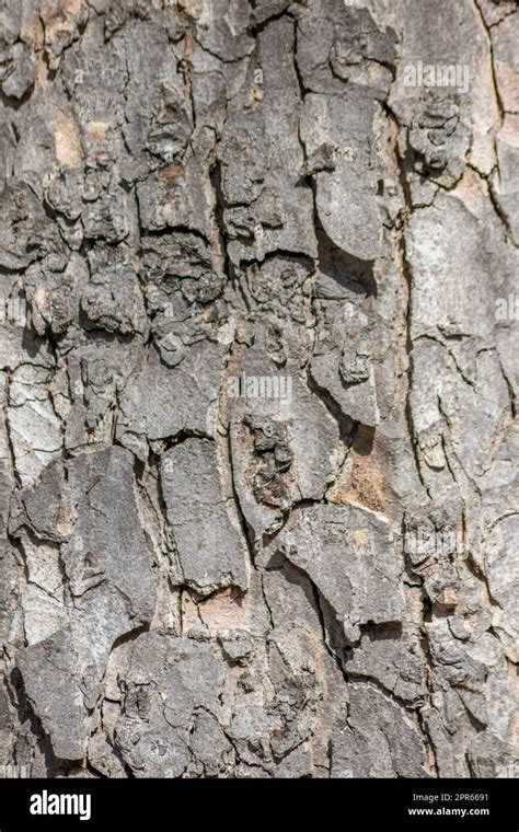 Tree Bark Macro With Fine Natural Structures And Rough Tree Bark As