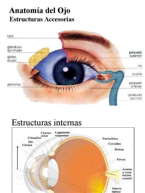 Anatomia Del Ojo Itb Ojo Humano Ojo