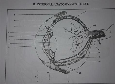 Solved Please Answer This B Internal Anatomy Of The Eye 3 13 15 16