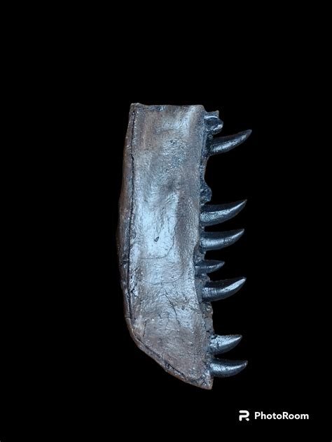 Albertosaurus Sarcophagus Left Dentary Tooth Row Fossil Replica Jaw