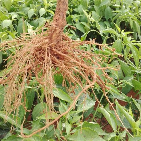 Effect Of Sanbio Vital On Recovery Of Root Knot Nematode Infested