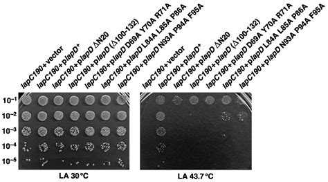 Ijms Free Full Text Suppressors Of Lapc Mutation Identify New Regulators Of Lpxc Which