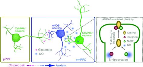 A Model Diagram Illustrating The Role Of Vmpfc Nnos Expressing Neurons Download Scientific