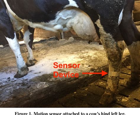 figure 1 from gait anomaly detection in dairy cattle semantic scholar
