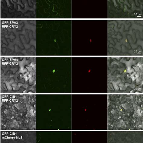 Nuclear Colocalization Of Cry2 With Spas And Cib1 Download