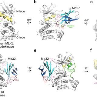Mb27 and Mb32 bind distinct human MLKL epitopes a, b, d, e Transverse ...