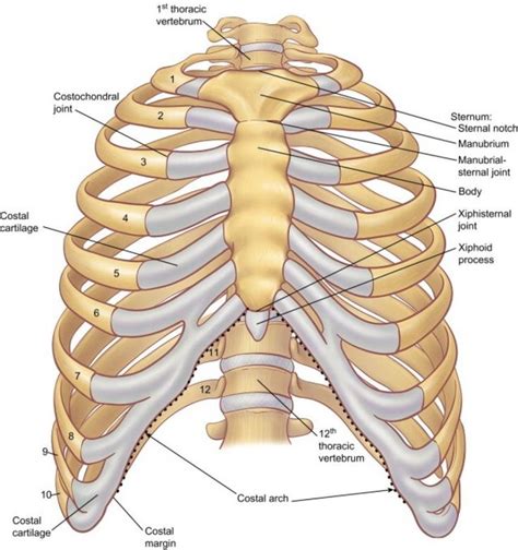 Image Result For Ribs Labeled Human Body Anatomy Body Anatomy Human
