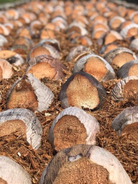Coco Coir Vs Coco Peat Differences And Similarities