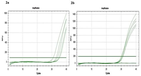 Sybr Green Based Qrt Pcr Amplification Curve Relative Fluorescence