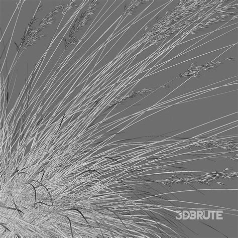 Helictotrichon Sempervirens Blue Oat Grass Image 6