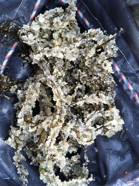 Field Notes Are Puget Sound Herring Limited By Loss Of Eelgrass Encyclopedia Of Puget Sound