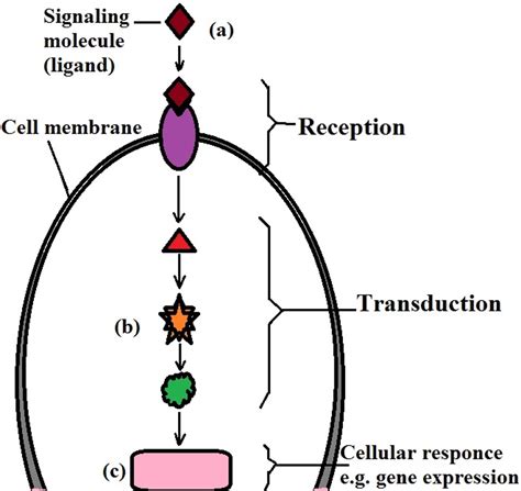 Signal Transduction Pathway Diagram